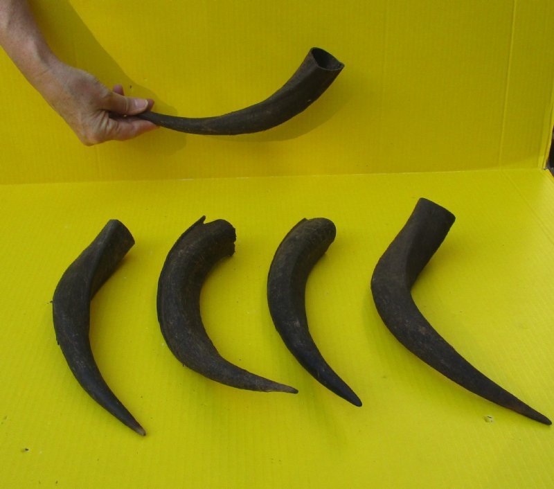 African Kudu Horns