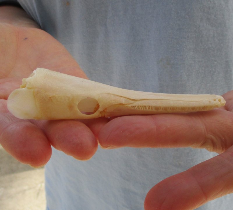 One 4 x 1 inch spotted gar skull (Lepisosteus Oculatus).