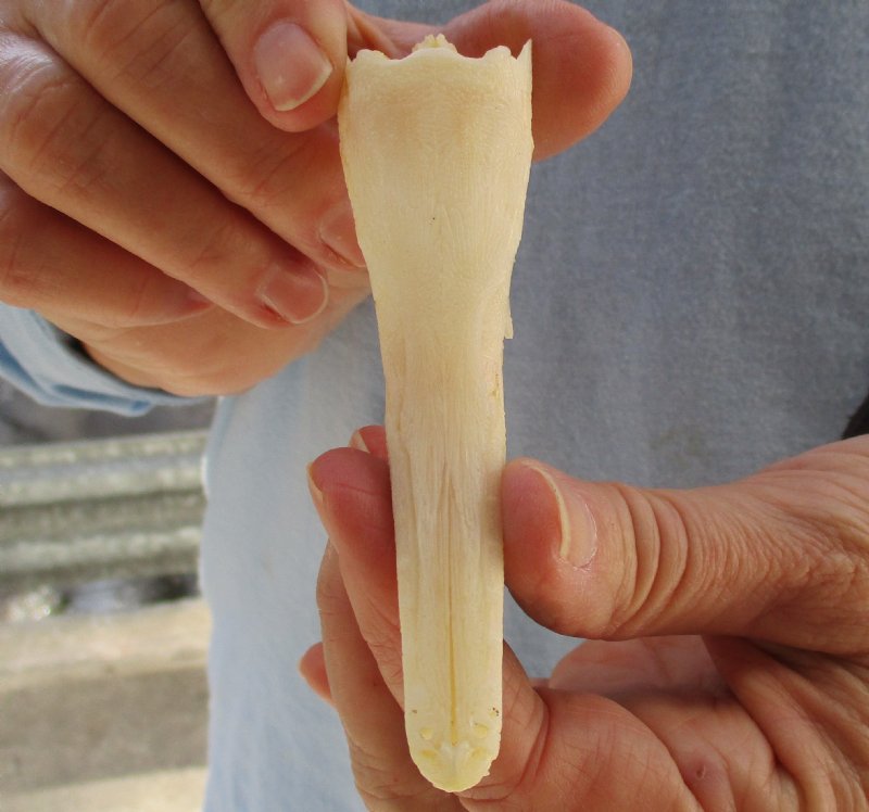 One 4 x 1 inch spotted gar skull (Lepisosteus Oculatus).