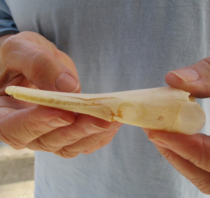 One 4 x 1 inch spotted gar skull (Lepisosteus Oculatus).
