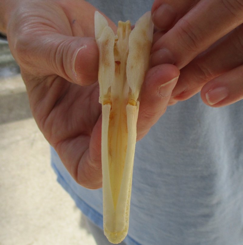 One 4 x 1 inch spotted gar skull (Lepisosteus Oculatus).