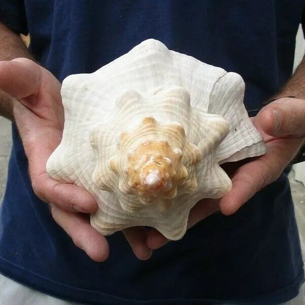 12 inches horse conch