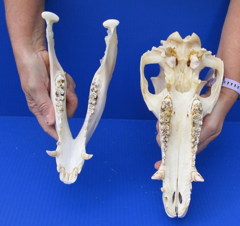 12 inch wild boar skull, commercial grade