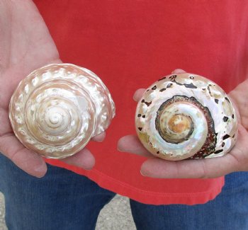 2 piece lot of Mixed Polished Turbo Shells available for sale