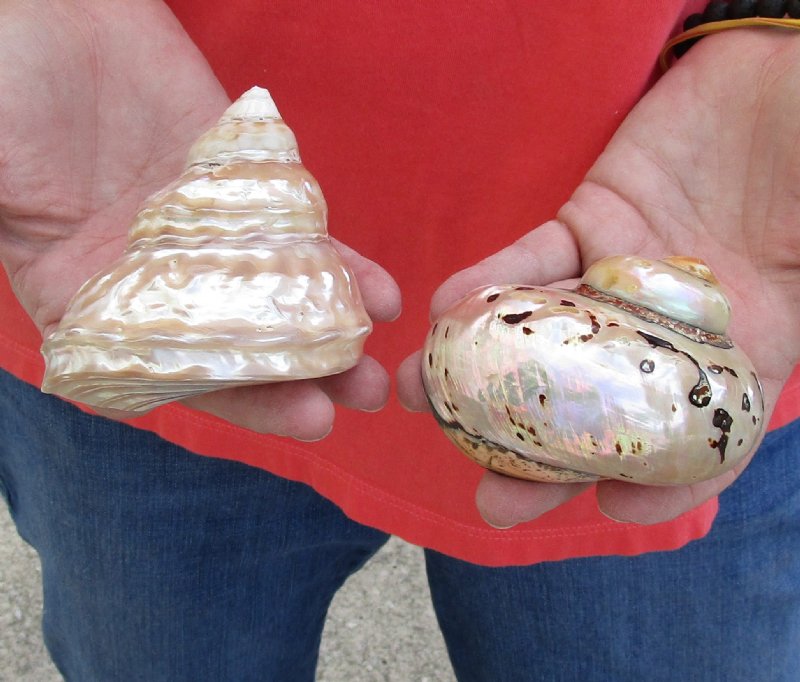 2 piece lot of Mixed Polished Turbo Shells available for sale