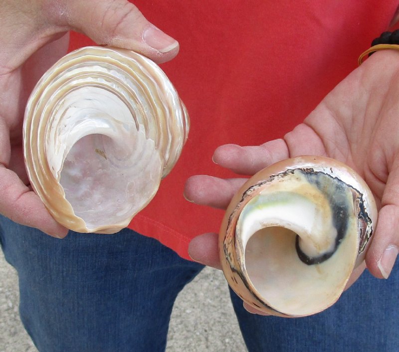 2 piece lot of Mixed Polished Turbo Shells available for sale