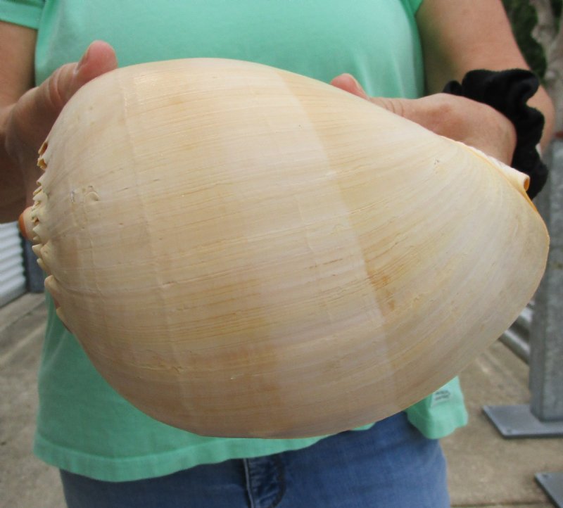 Philippine crowned baler melon shells for sale 8 inch