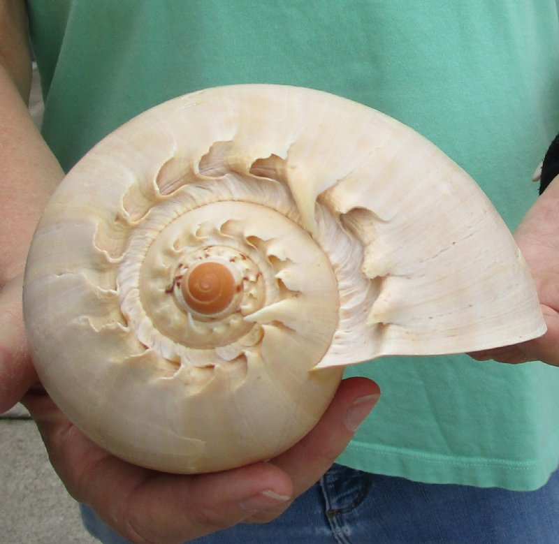 Philippine crowned baler melon shells for sale 8 inch