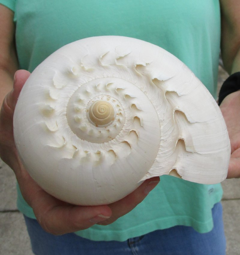 Philippine crowned baler melon shells for sale 8 inch