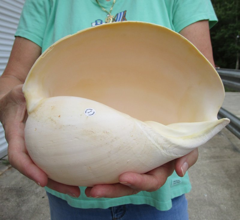 Philippine crowned baler melon shells for sale 8 inch