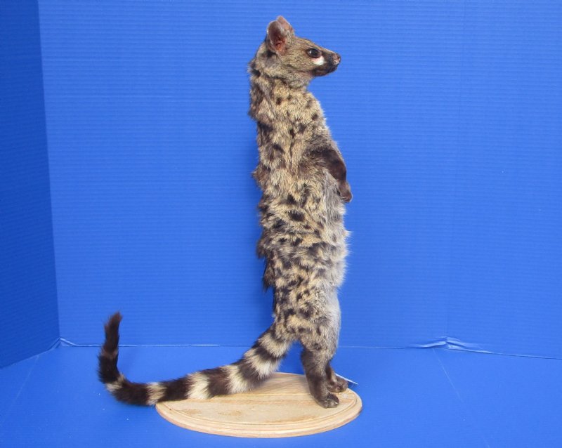 South African Spotted Genet (Genetta tigrina) full mount