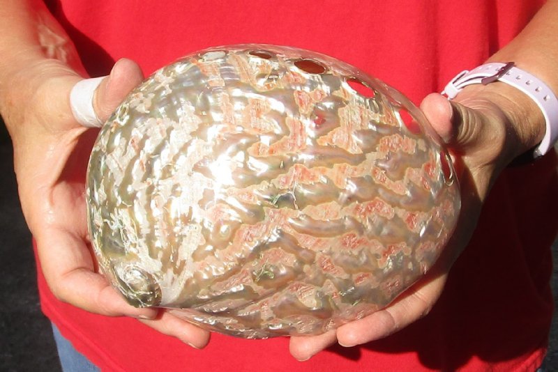 Polished rainbow abalone shell 6-1/2 inches long