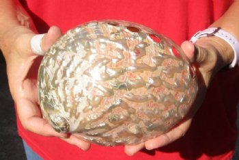 Polished rainbow abalone shell 6-1/2 inches long