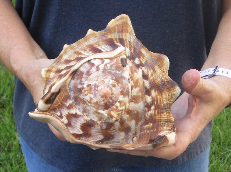 8 inch King Helmet Shell, large shell for seashell decor