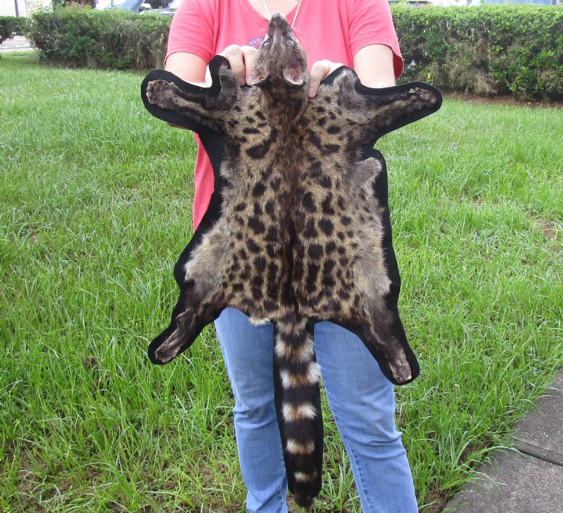 Spotted Genet Pet