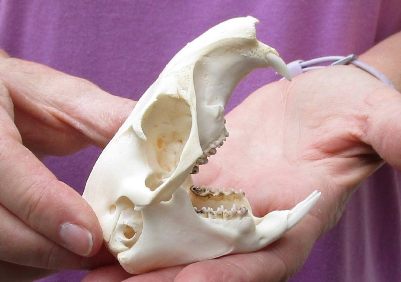A-Grade North American Groundhog Skull (Woodchuck)