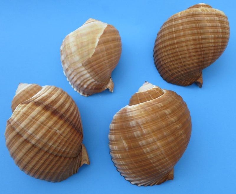 8 inch the giant tun shells, tonna olearium - large 8 inches seashells