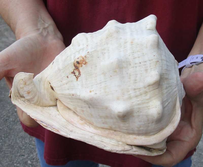 7 inches Queen Helmet Shell, large shell for seashell decor