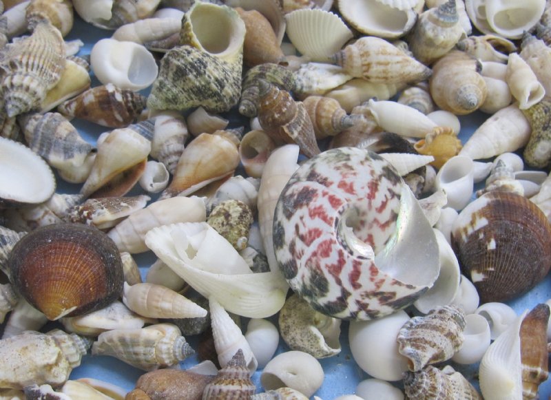 Case of wholesale Medium Philippine mixed seashells in bulk for making ...