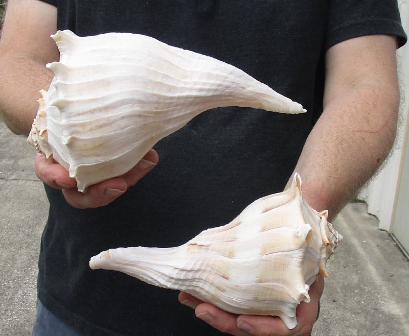 2 pc lot of Lightning Whelks
