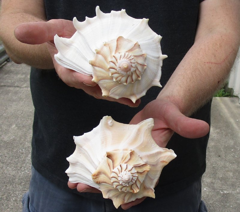 2 pc lot of Lightning Whelks