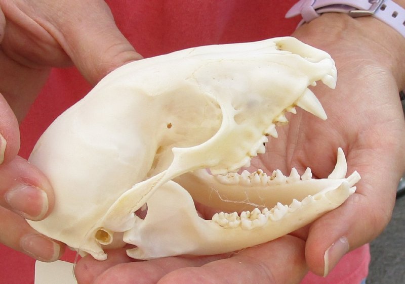 Raccoon Skull