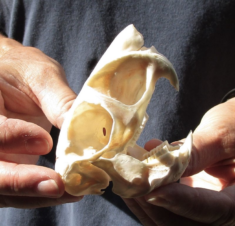 African Spring Hare Skull