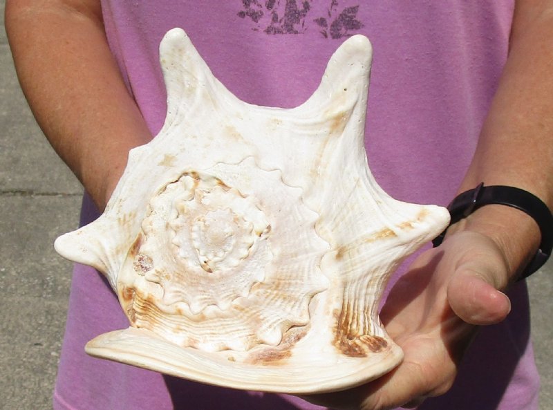 9 inch Yellow Helmet, Horned Helmet Shell for coastal home decorating