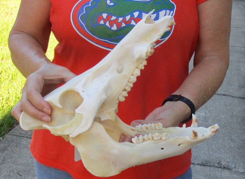 Wild Boar Skull Mount