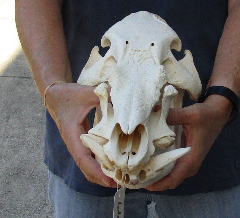 Boar Skull Front