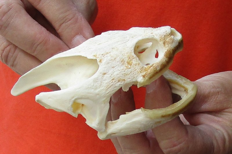 Snapping Turtle Skeleton