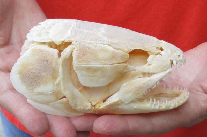 Real Bowfin Fish Skull (Amia calva)