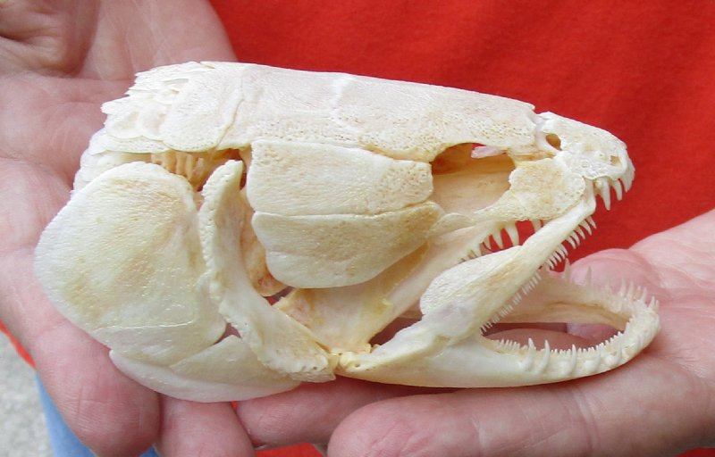 Real Bowfin Fish Skull (Amia calva)