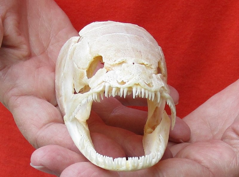 Real Bowfin Fish Skull (Amia calva)