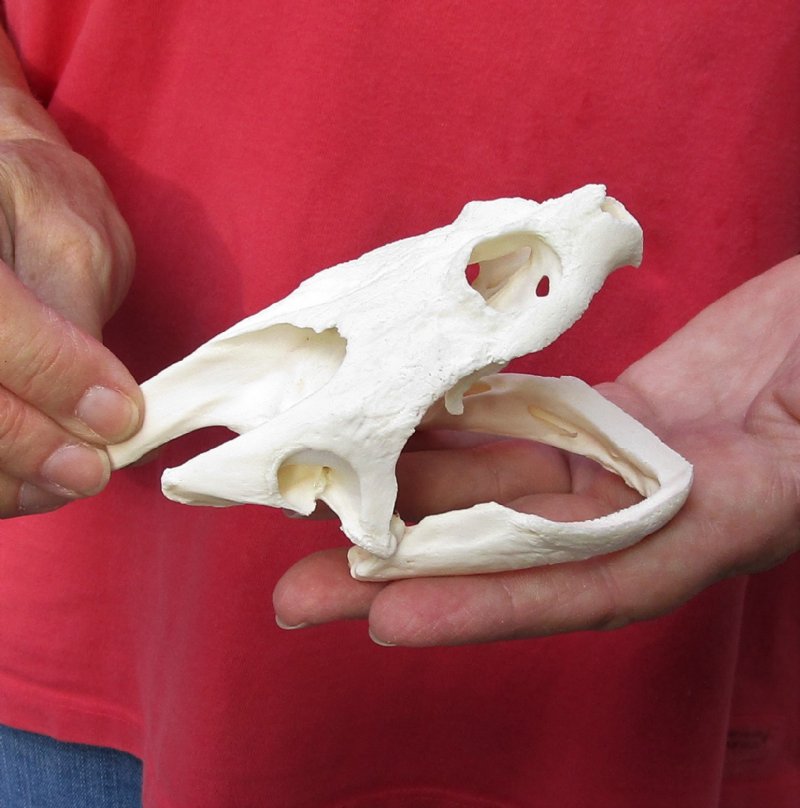 Alligator Snapping Turtle Skull