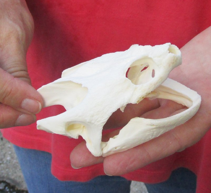 Common North American Snapping Turtle Skull