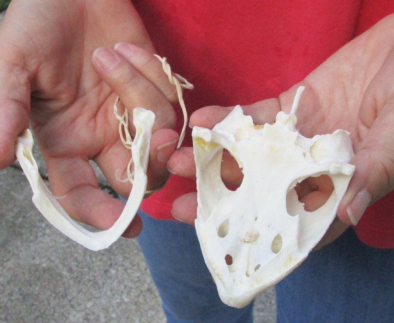 Common North American Snapping Turtle Skull