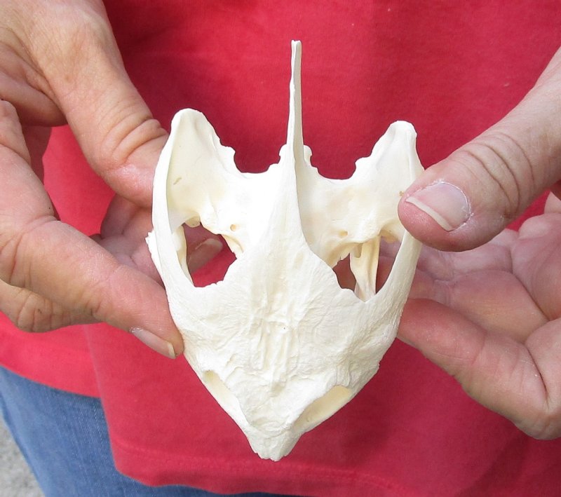Common North American Snapping Turtle Skull