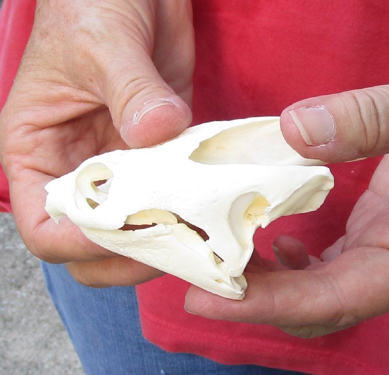 Common North American Snapping Turtle Skull