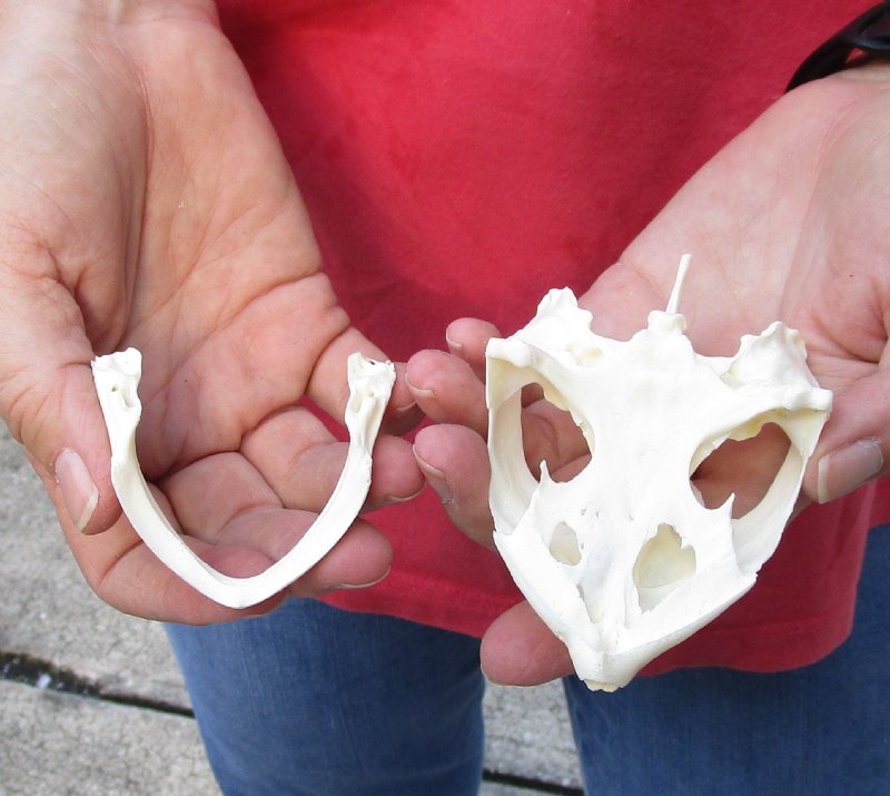 Common North American Snapping Turtle Skull