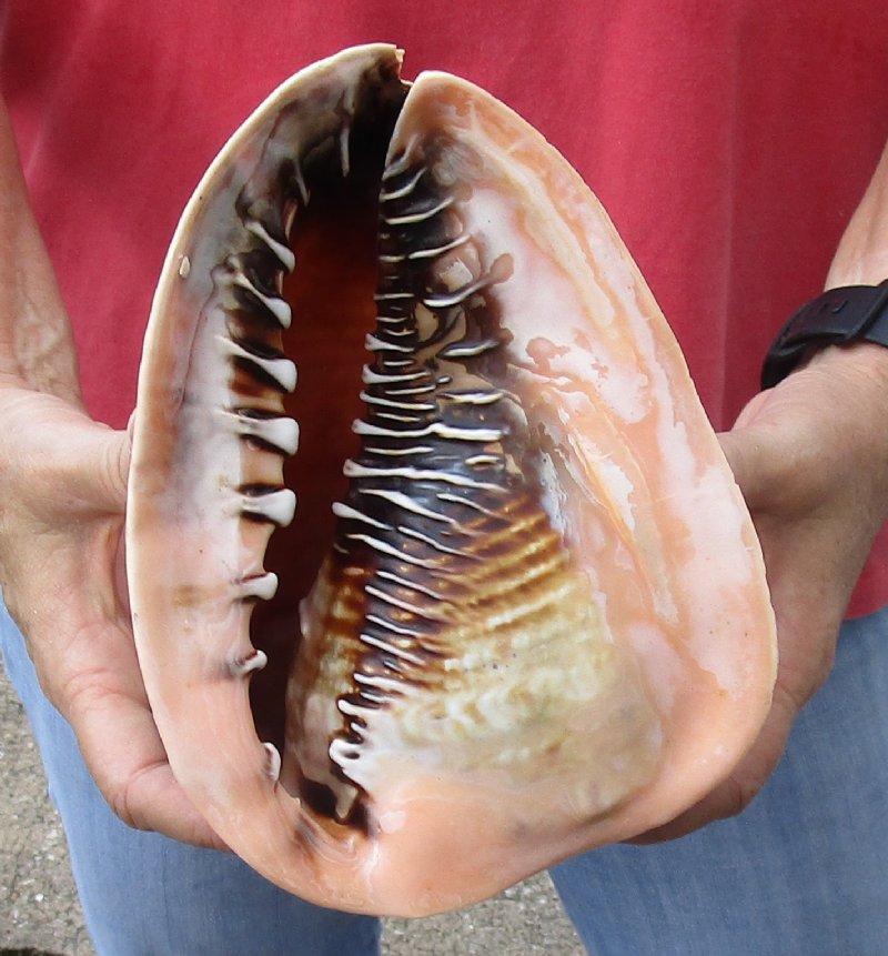 8 inches Queen Helmet Shell, large shell for seashell decor