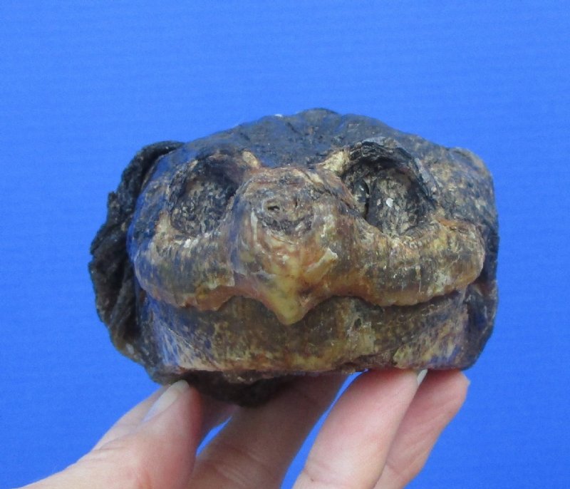 Giant Common Snapping Turtle