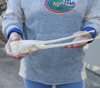 A-Grade longnose gar skull - You are buying the skull pictured for $115.00