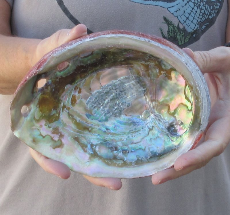 Natural Red Abalone Shell for Shell decor 7 inches wide,