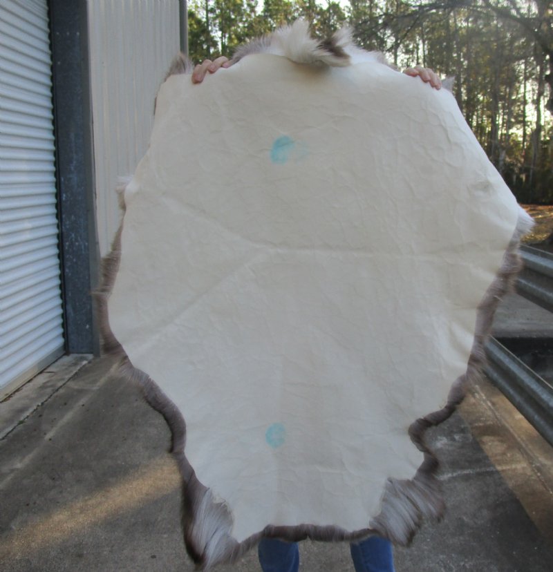 Grade A Reindeer pelt/hide/skin