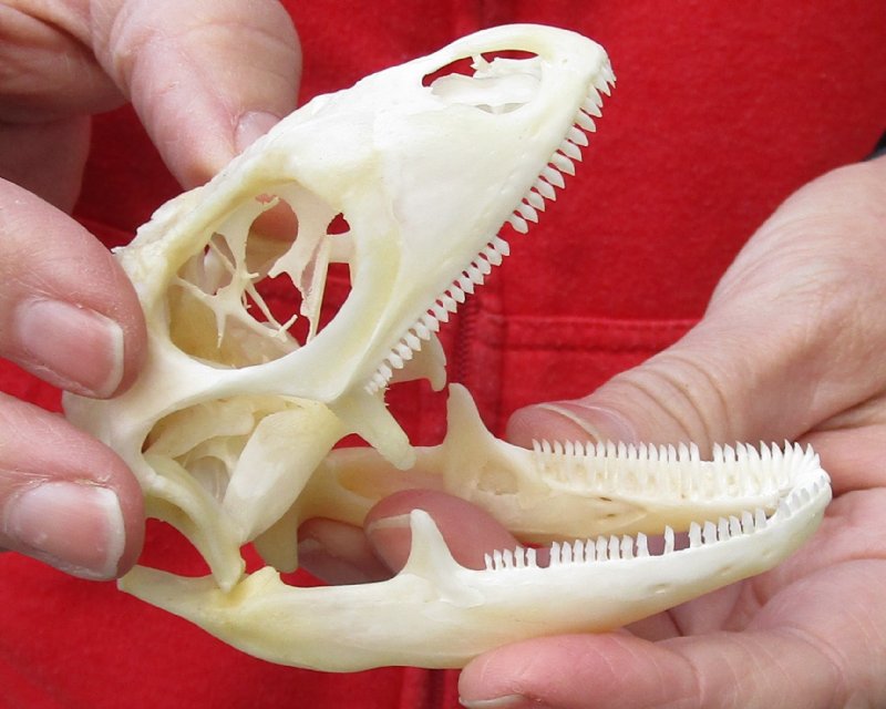 North American Iguana skull for sale