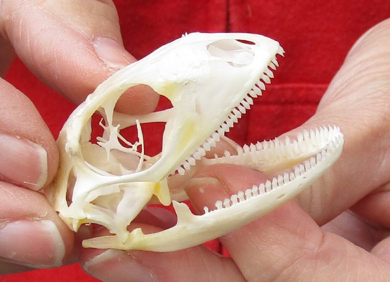 Green Iguana skull, American iguana skull for sale