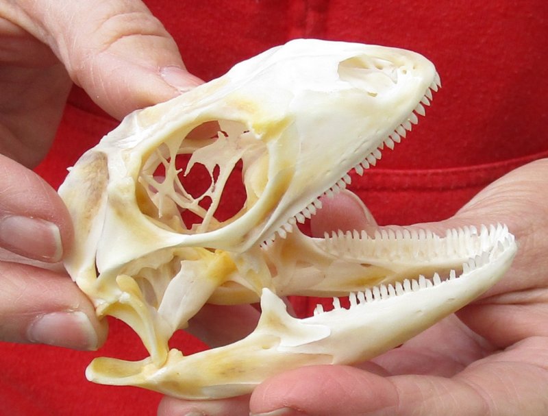 Armadillo Lizard Skull