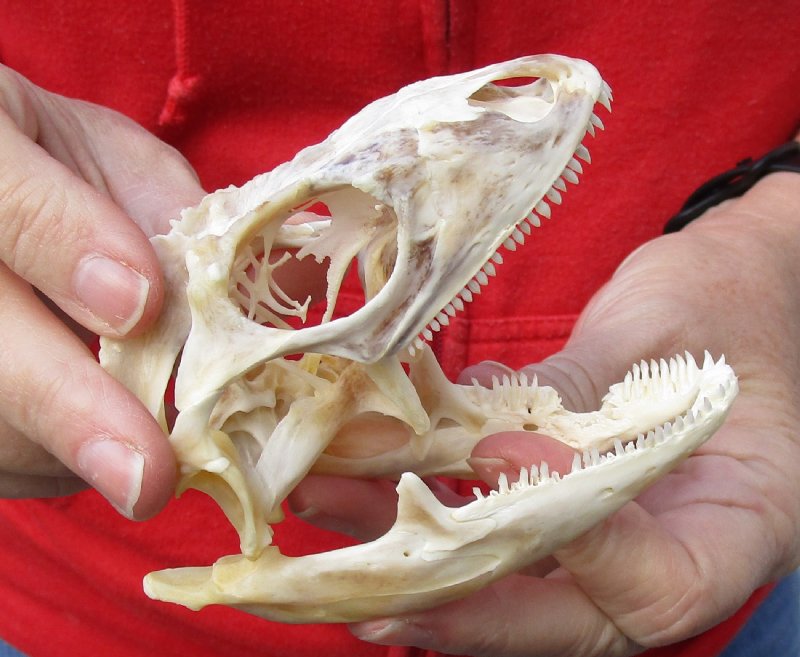 Green Iguana skull, American iguana skull for sale