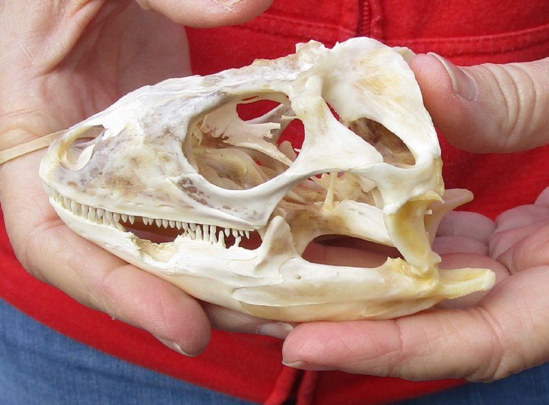Green Iguana skull, American iguana skull for sale